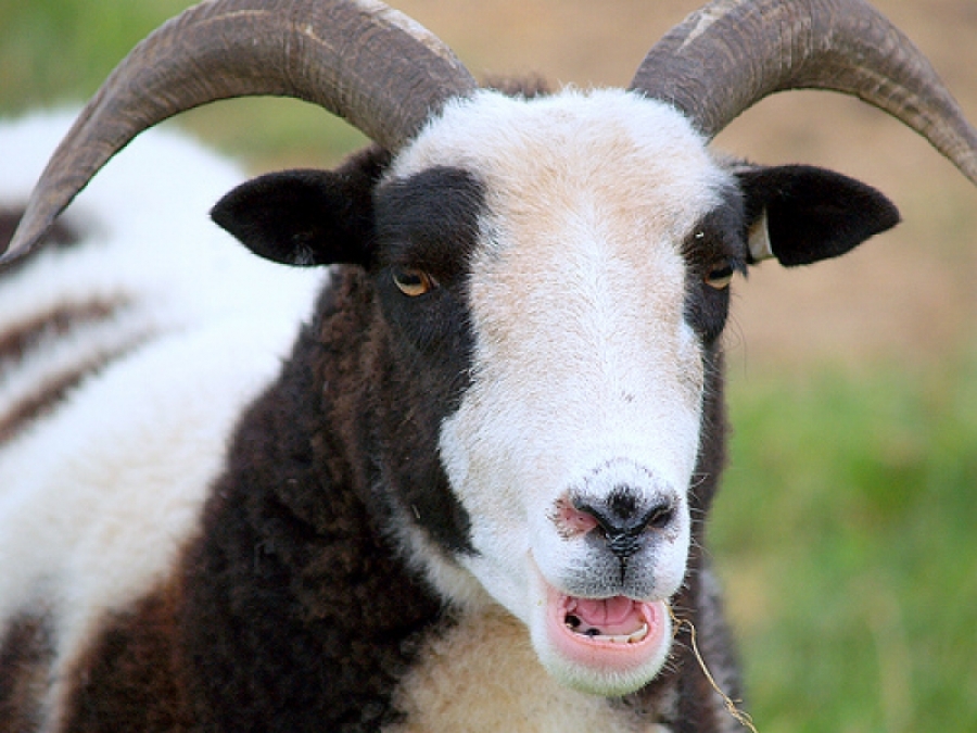 Willows Farm Village and Park | Petasfield Cottages